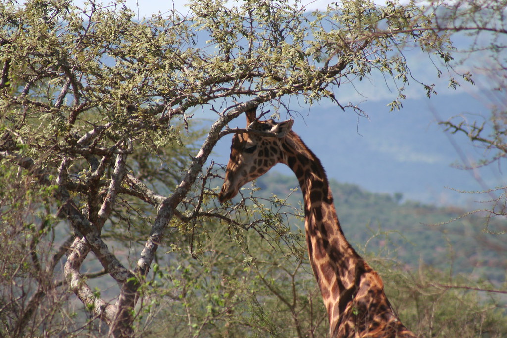 5 Days Rwanda Gorilla & Akagera Safari - Native Africa Tours