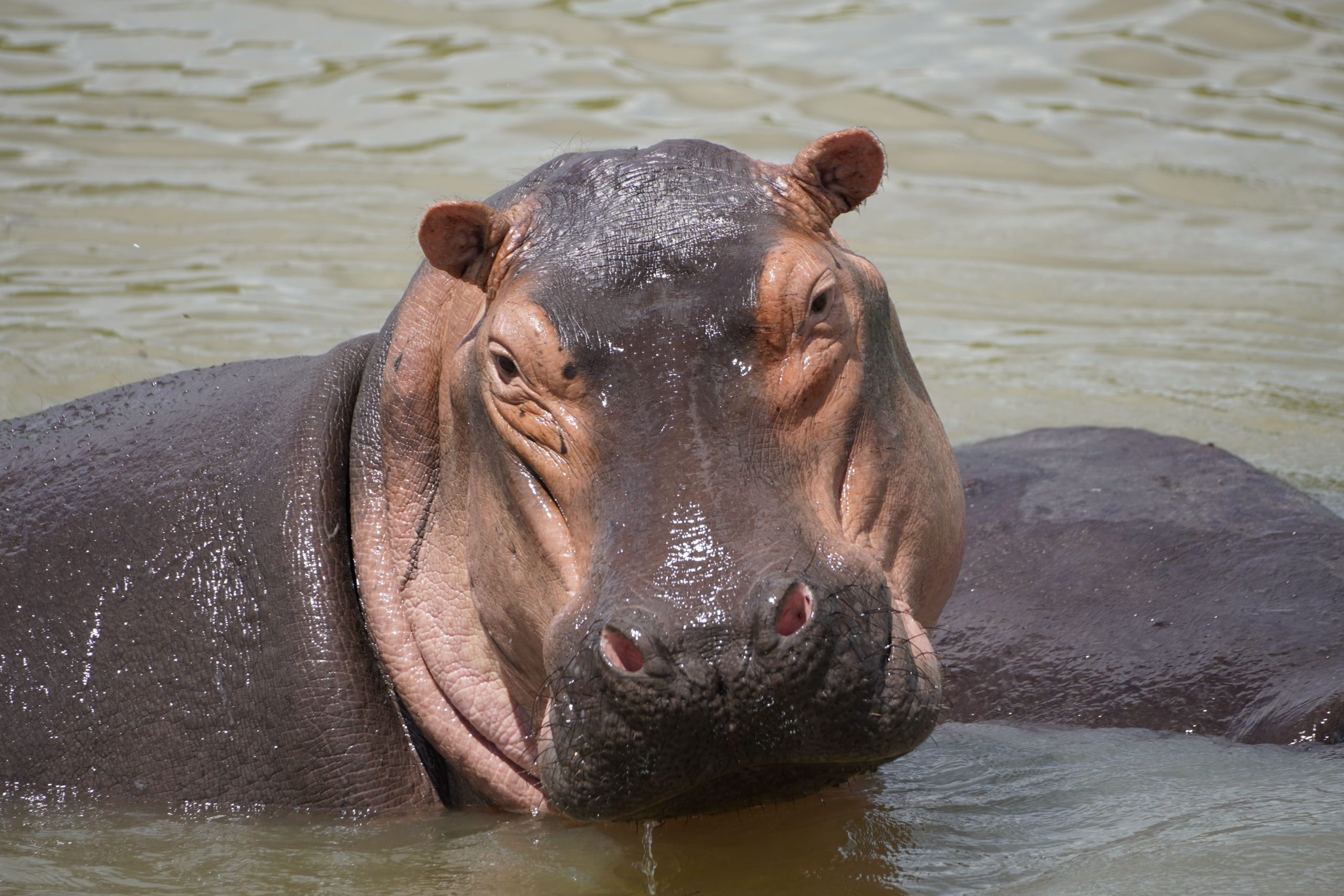 Katonga Wildlife Reserve - Native Africa Tours