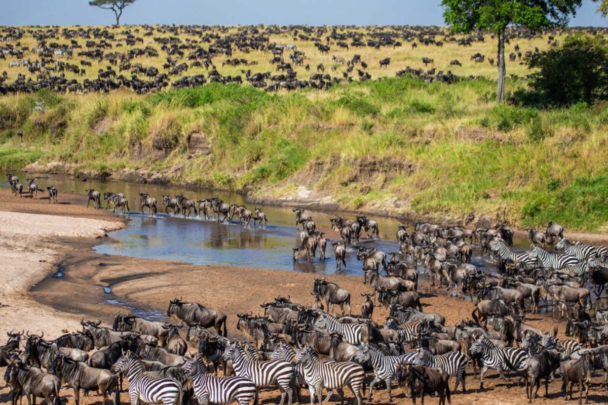 Best Time to Visit Kenya for a Safari - Native Africa Tours