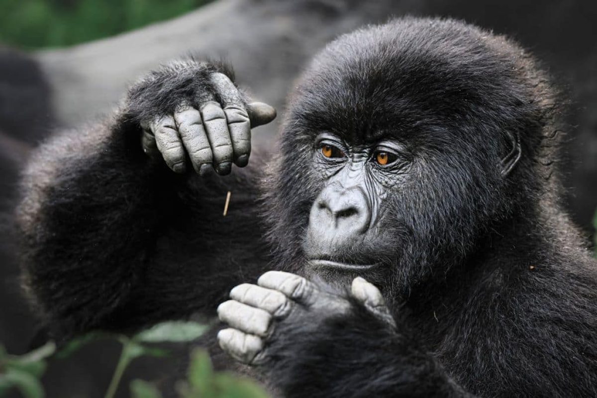 Discovering the Magic of Gorilla Trekking in the Congo - Native Africa ...