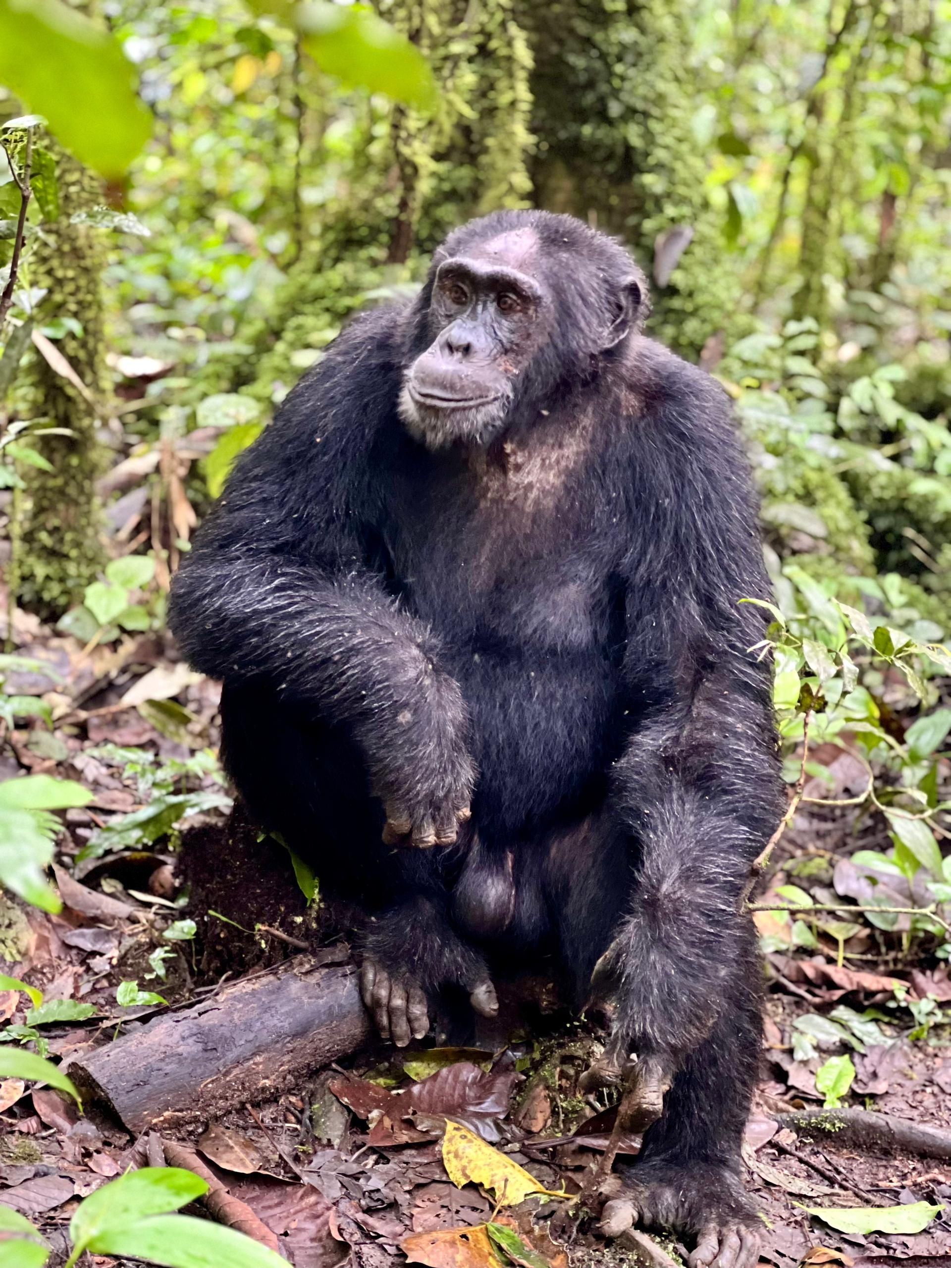 The Ngogo Chimpanzee Sector in Kibale - Native Africa Tours